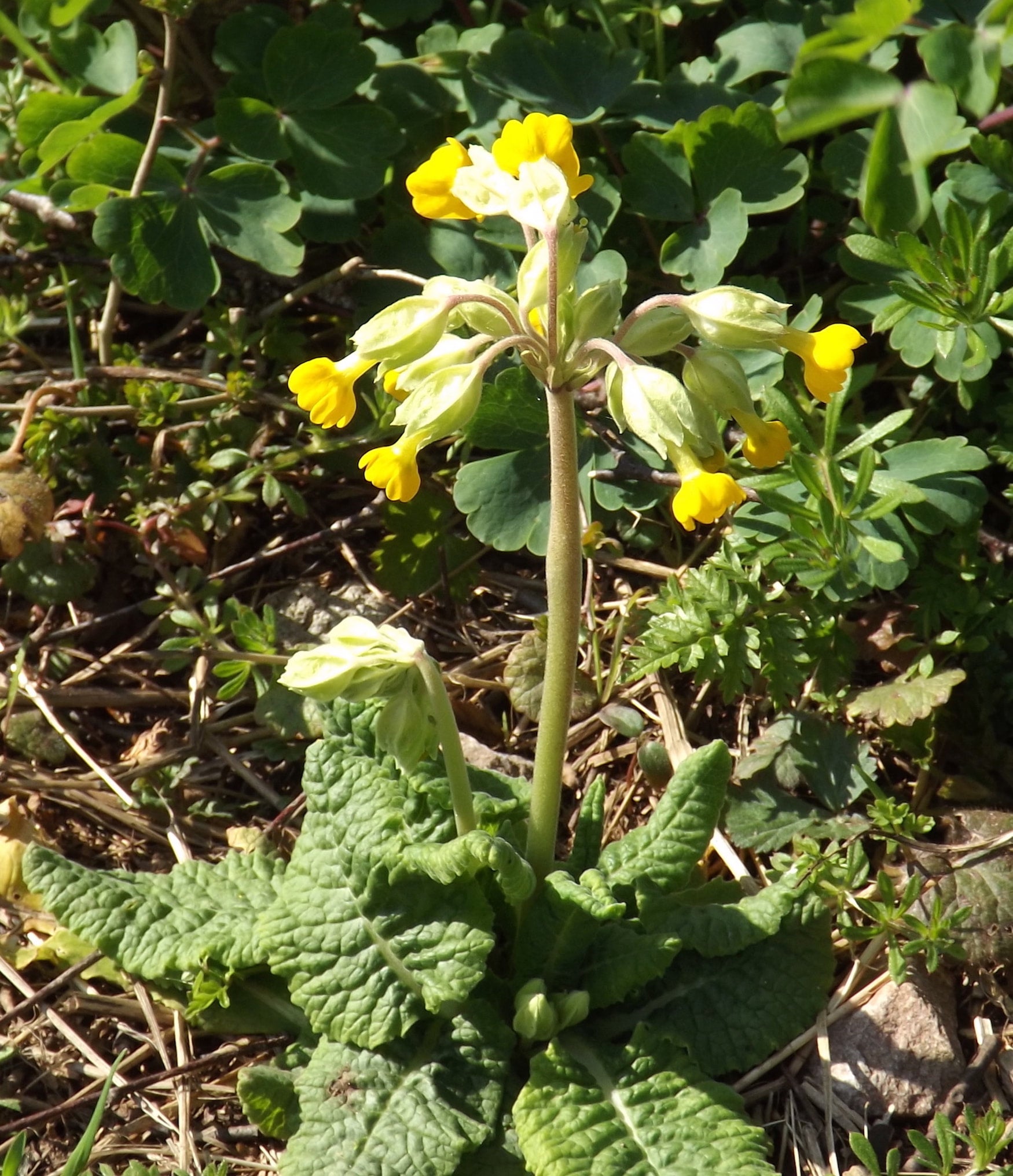 Cowslip | Welsh Organic Wildflowers