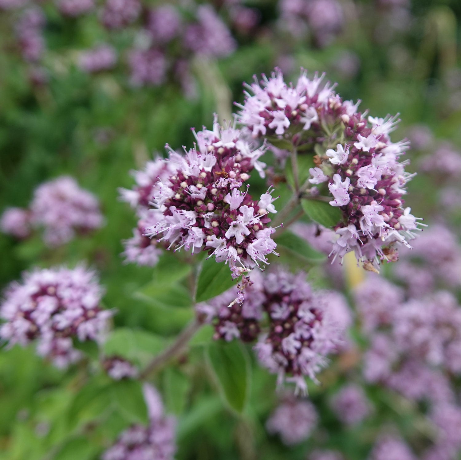 Buy Wild Marjoram Origanum Vulgare Plug Plants Welsh Organic