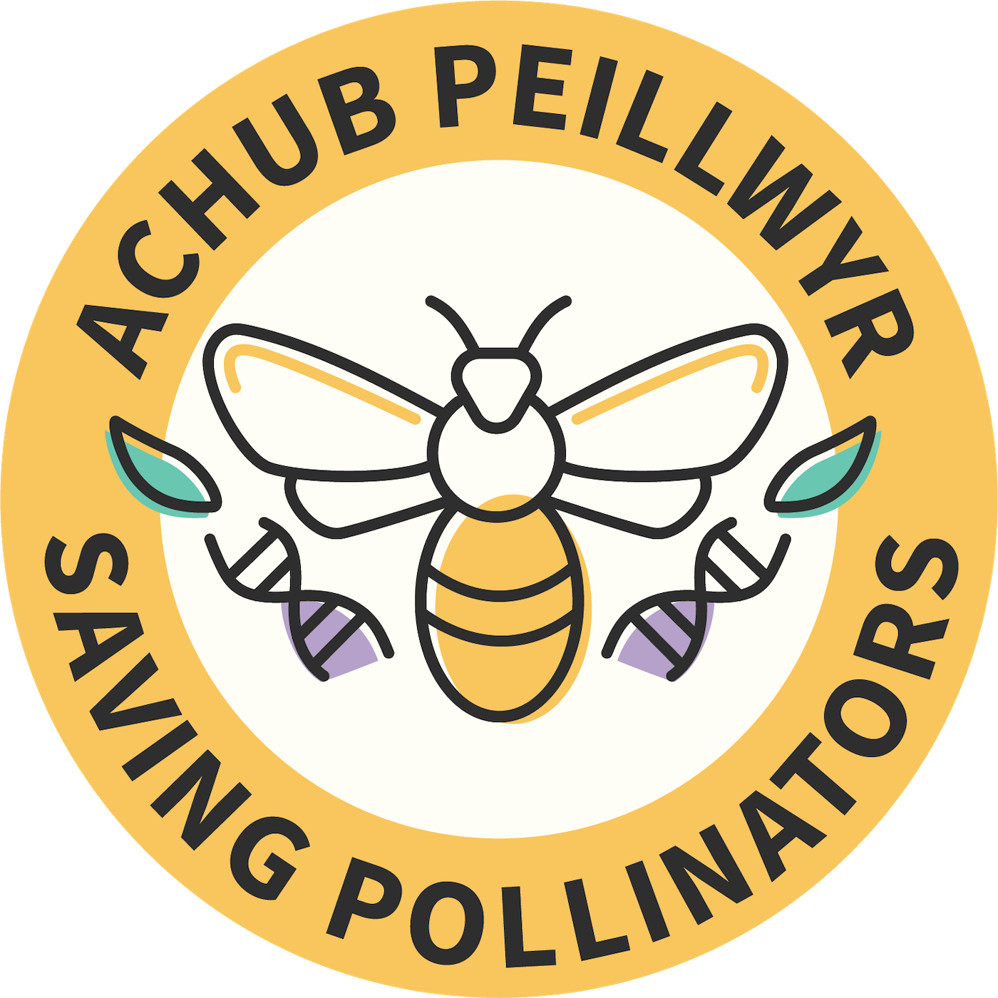 Wild Carrot | Welsh Organic Wildflowers