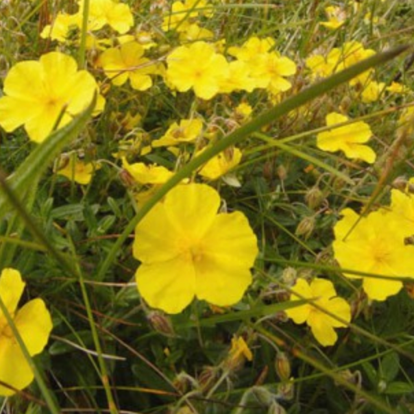 Plants | Welsh Organic Wildflowers