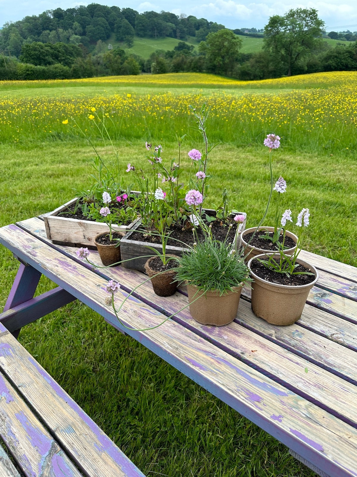 Secret Valley Collection | Welsh Organic Wildflowers