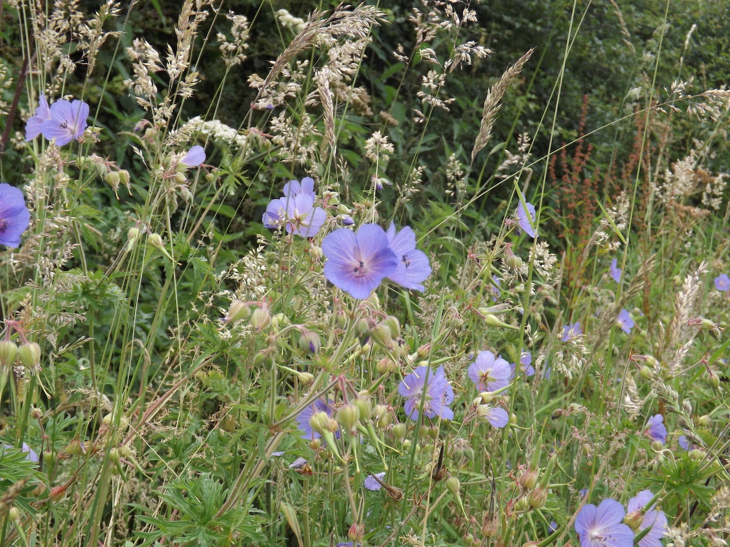 Organic Meadow Cranesbill (Geranium pratense) | Welsh Organic Wildflowers