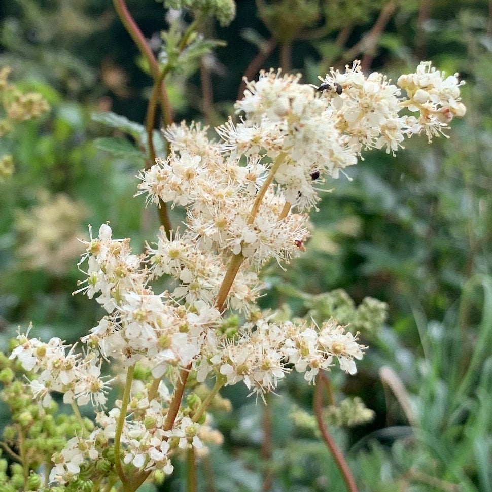 Organic Meadowsweet (Filipendula ulmaria) | Welsh Organic Wildflowers