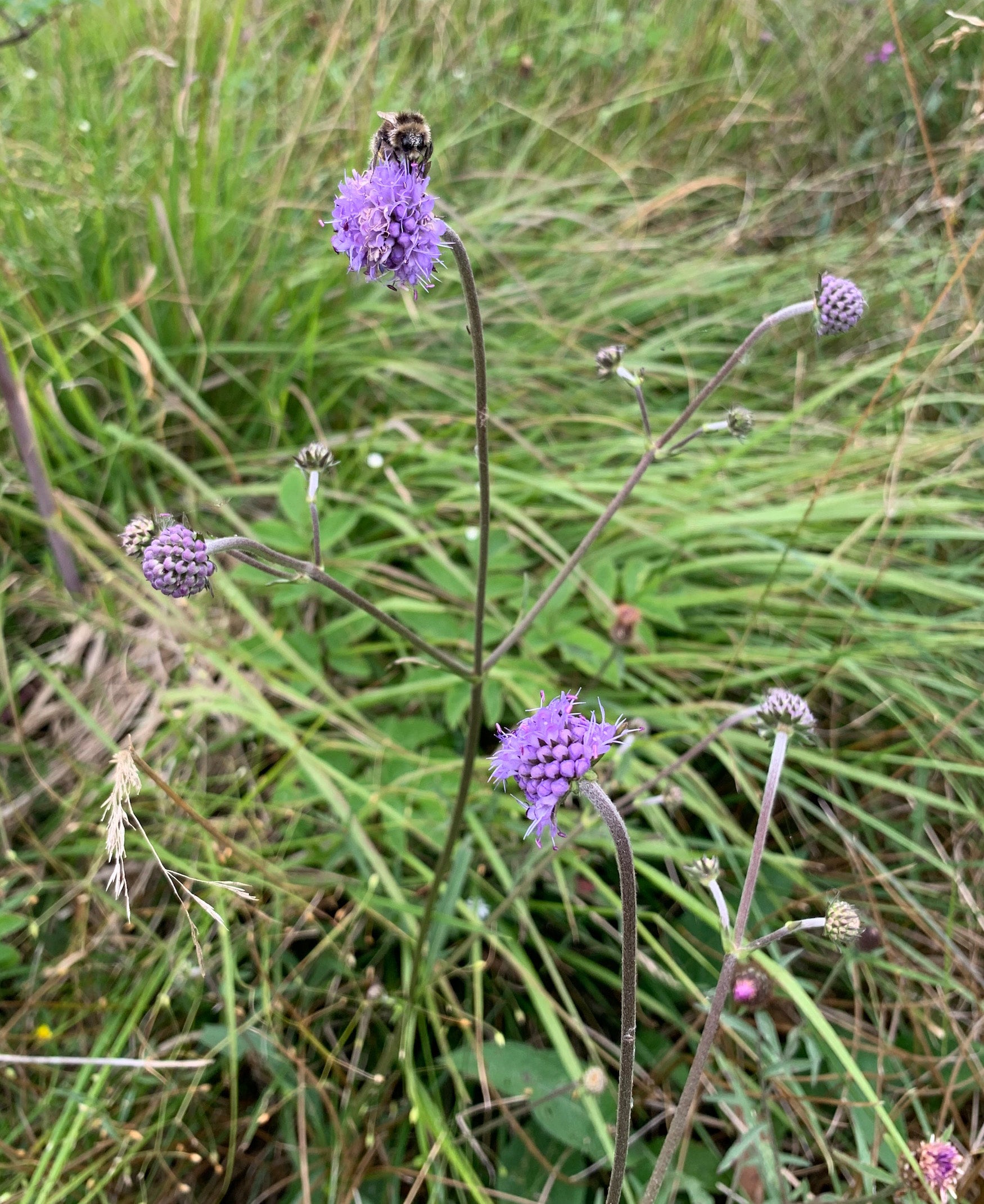 Organic Devil's bit scabious (Succisa pratensis) | Welsh Organic Wildflowers