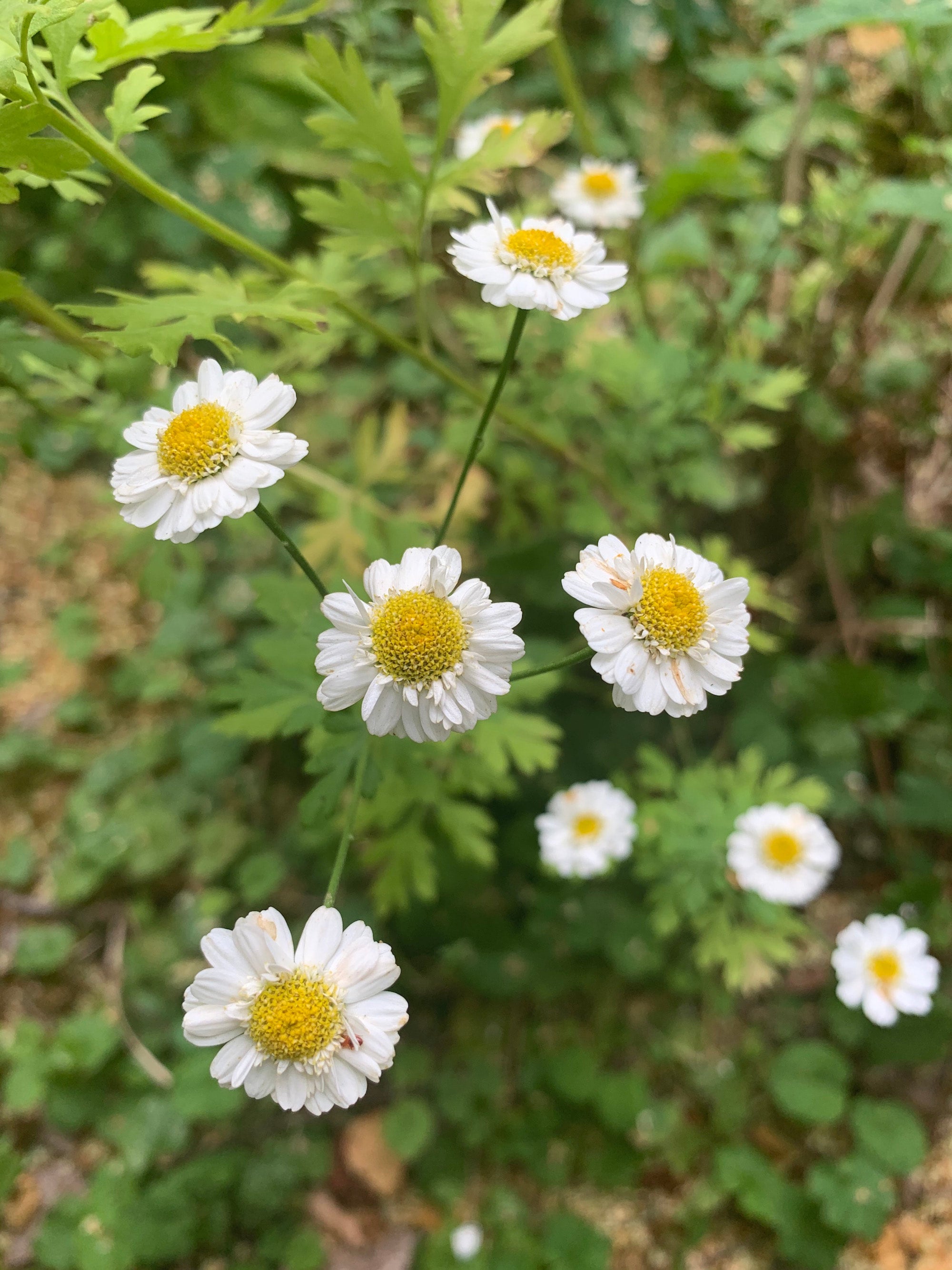 Organic Feverfew (Tanacetum parthenium) | Welsh Organic Wildflowers