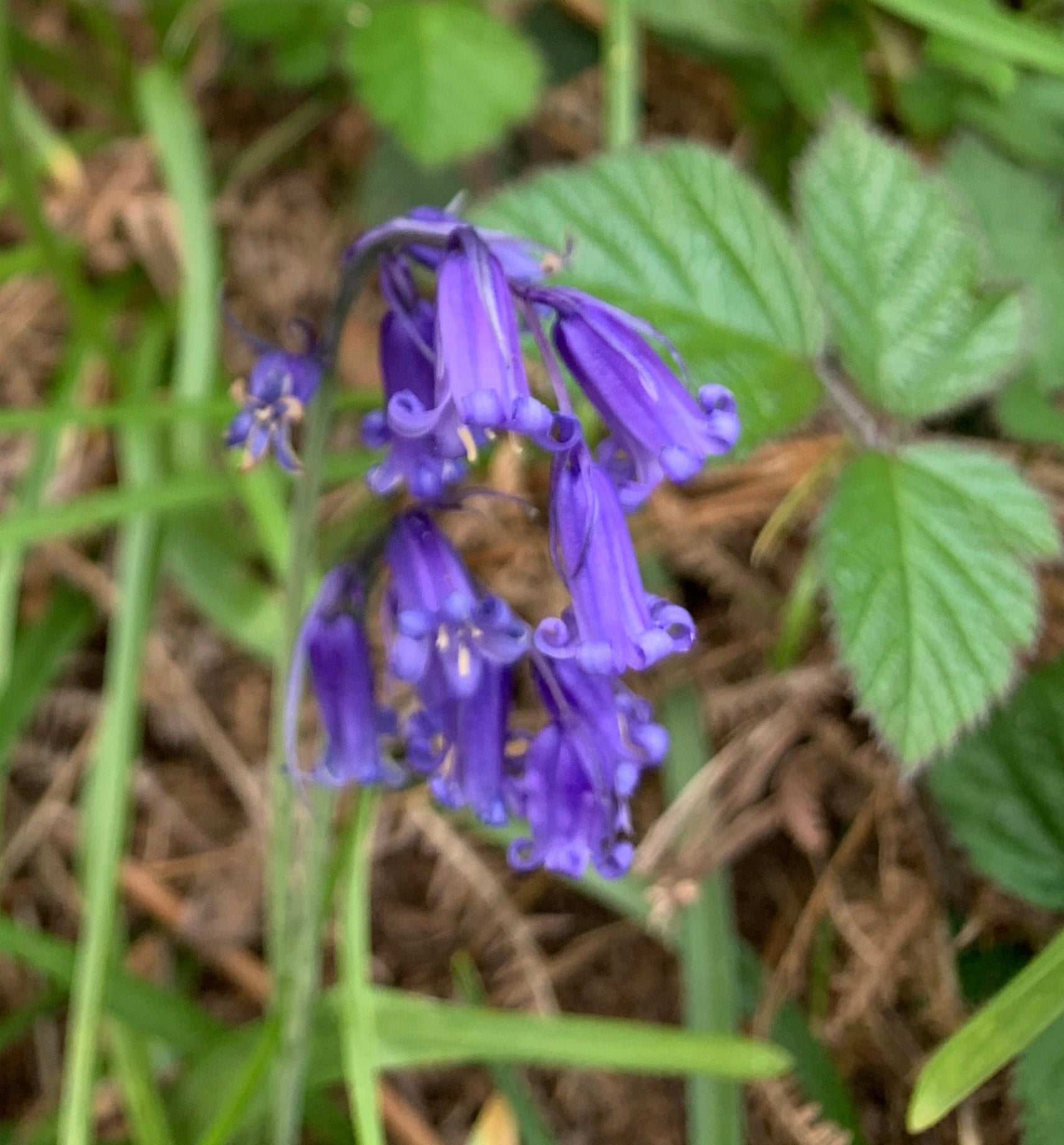 Organic Bluebell | Welsh Organic Wildflowers