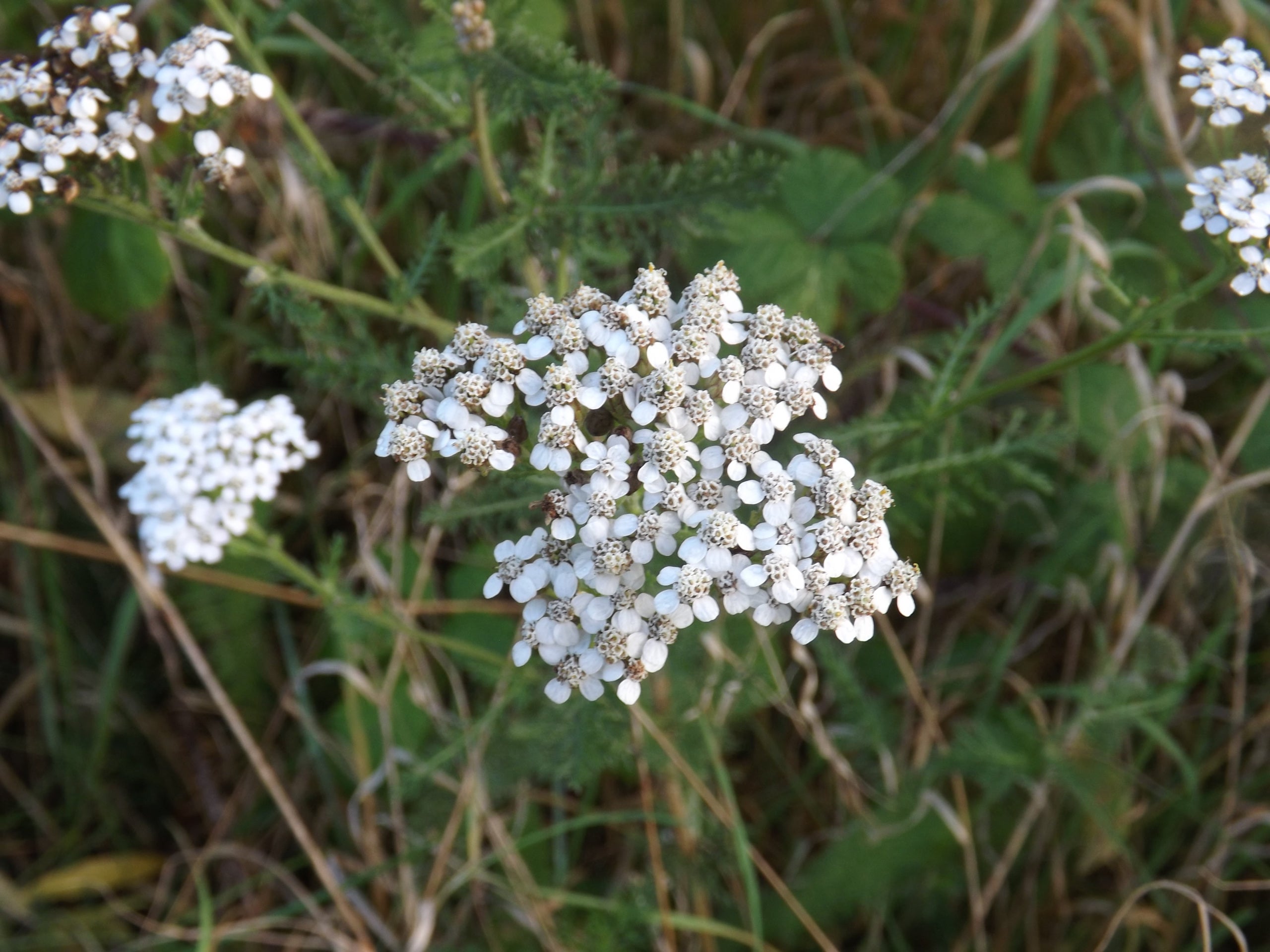 Buy Yarrow (Achillea millefolium) plugs and plants | Welsh Organic ...