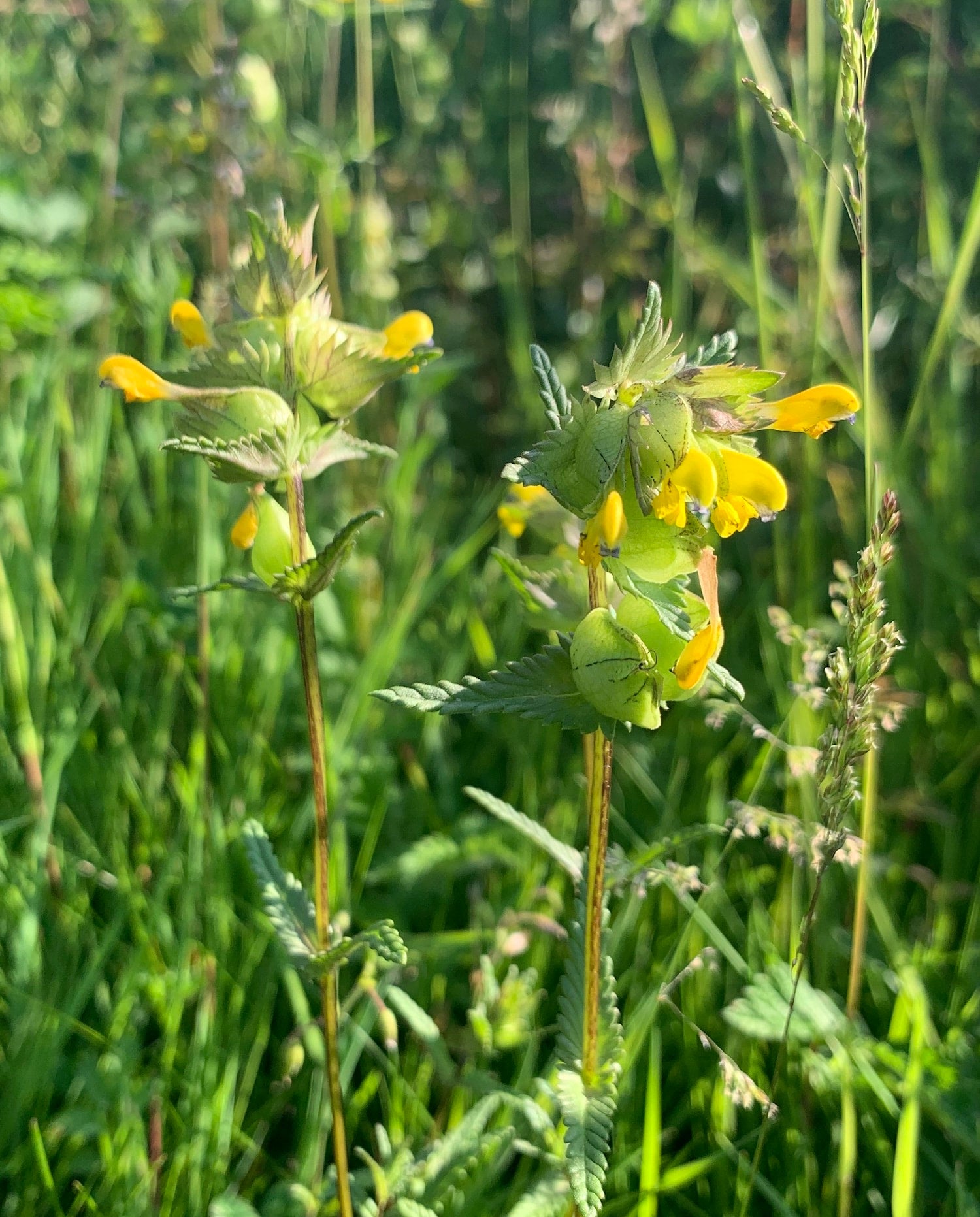 Yellow Rattle seeds | Welsh Organic Wildflowers