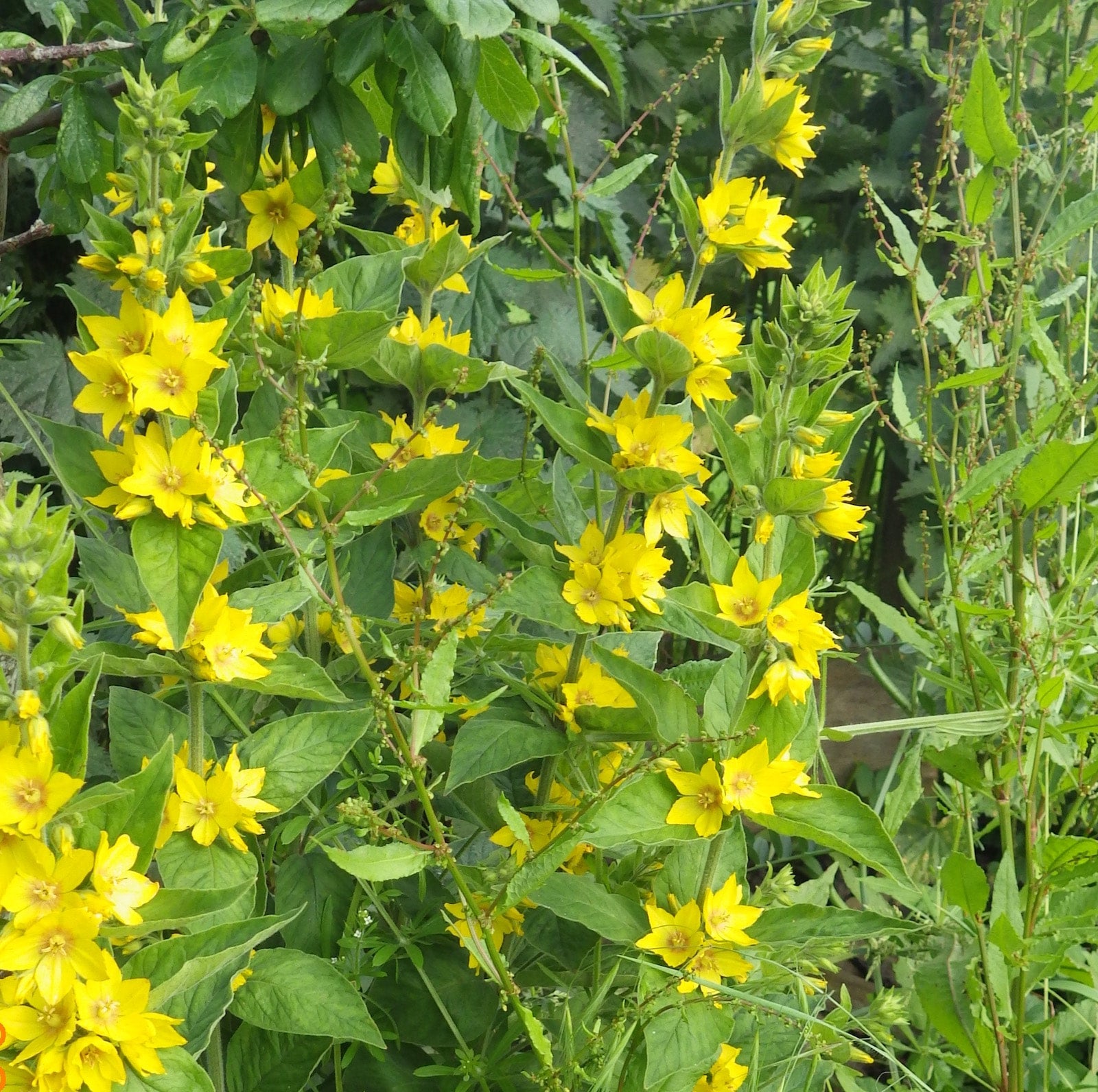Yellow loosestrife | Welsh Organic Wildflowers