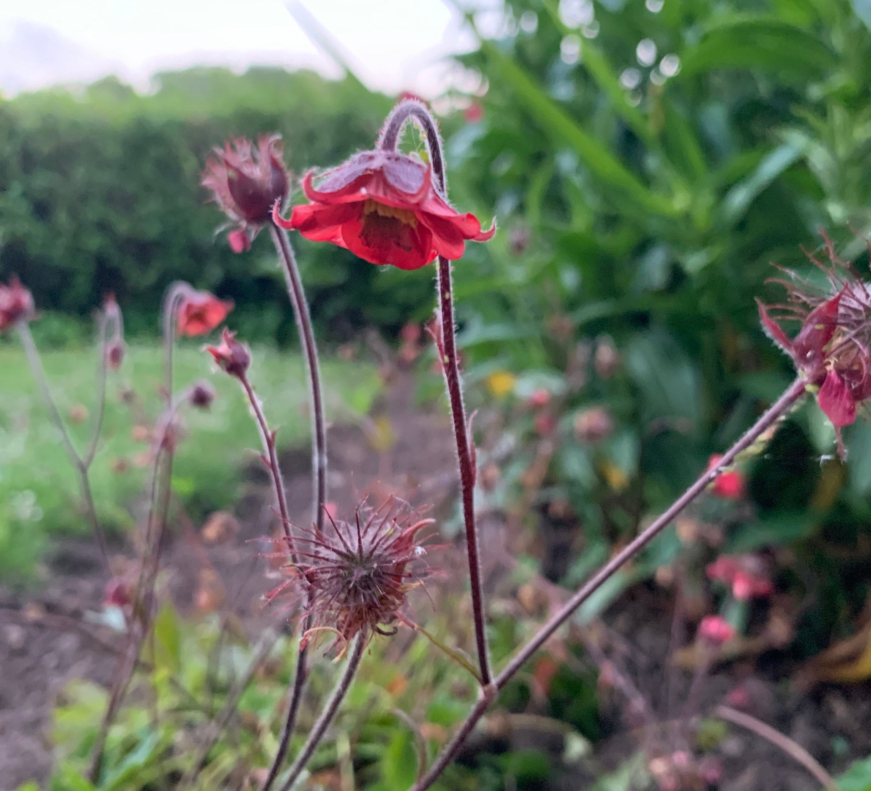 Water avens | Welsh Organic Wildflowers